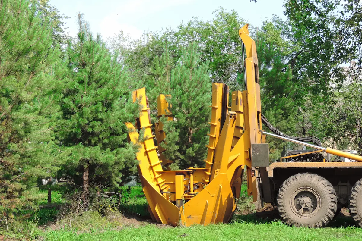 The Science Behind Successful Tree Transplanting