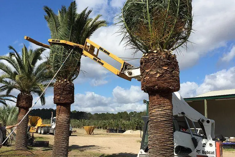 Truck-Mounted Tree Spades: Features and Benefits